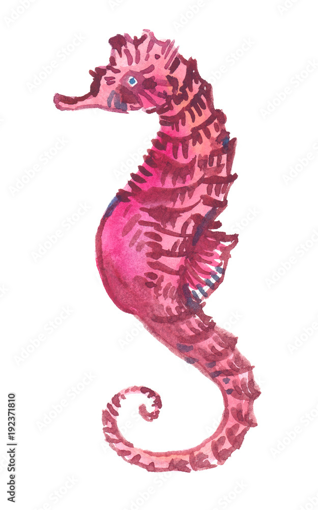 Pink Seahorse