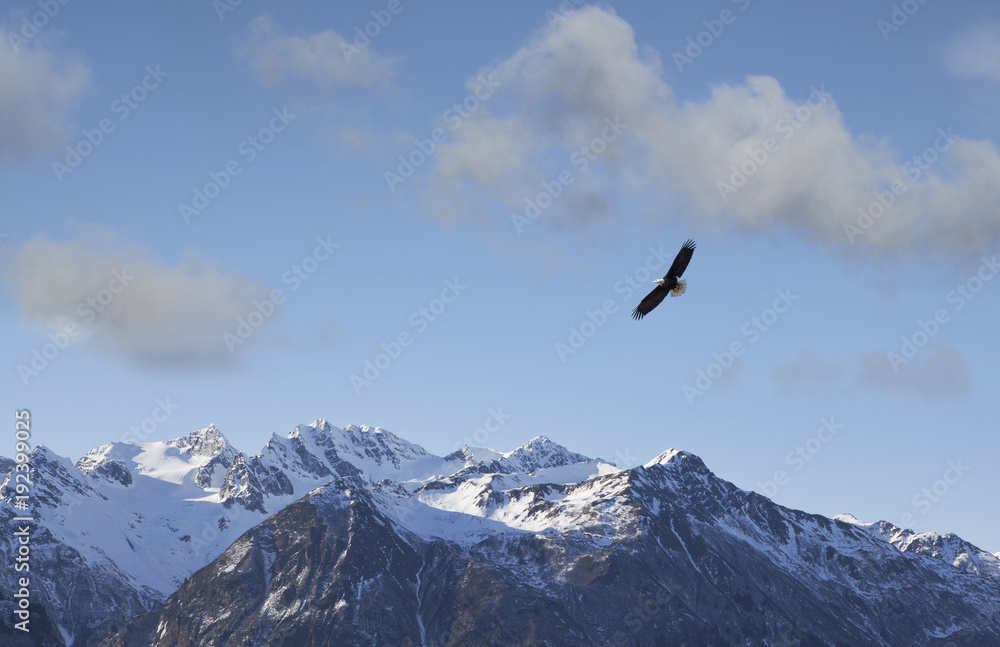 Eagle Flying Over Mountains