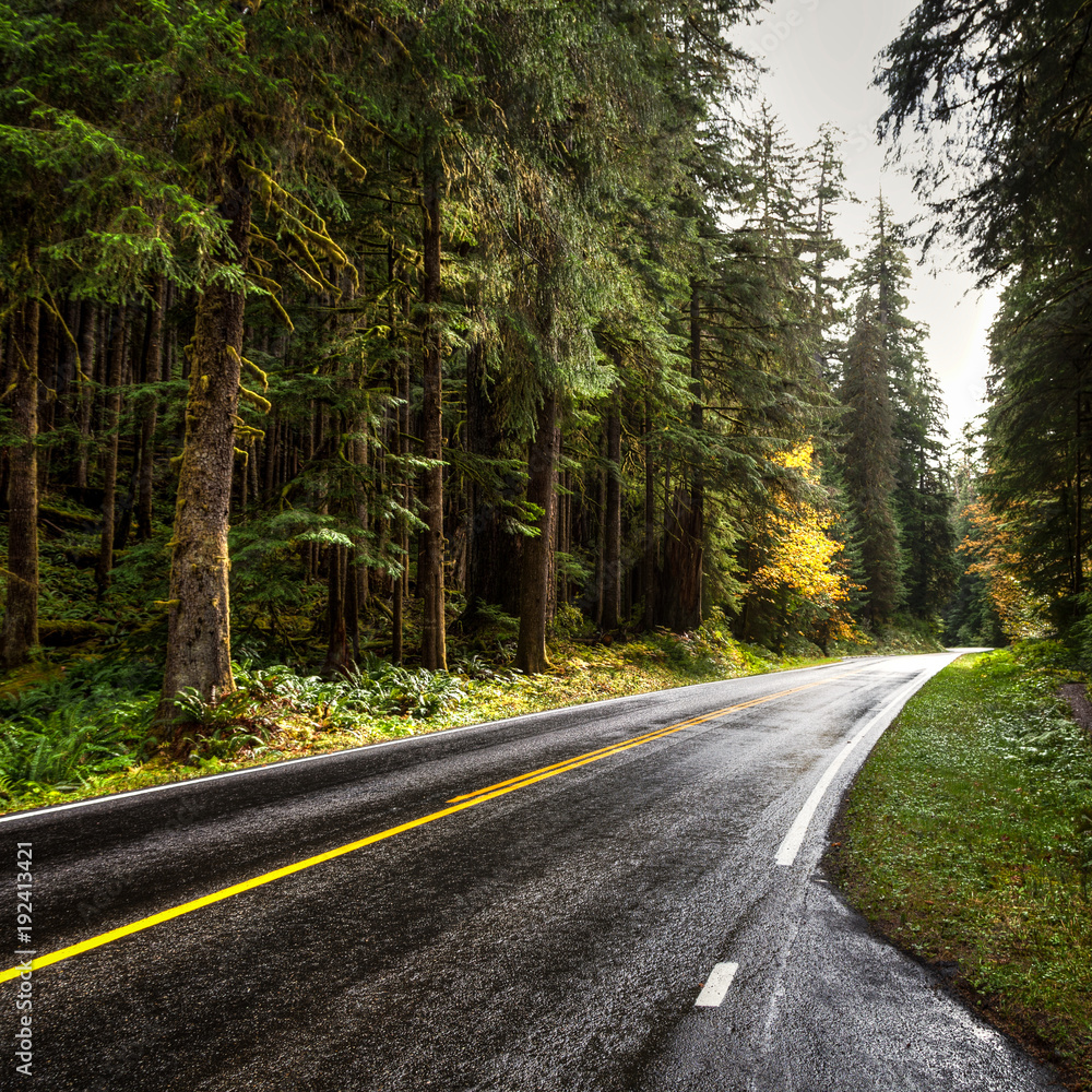 Dark wet pavent with bright yellow lines cuts back into the dense Hoa ...
