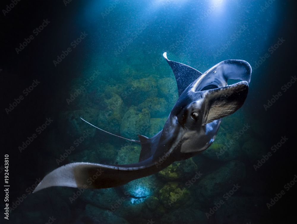 Graceful Manta Ray feeding on plankton photographed near Kona on Hawaii ...