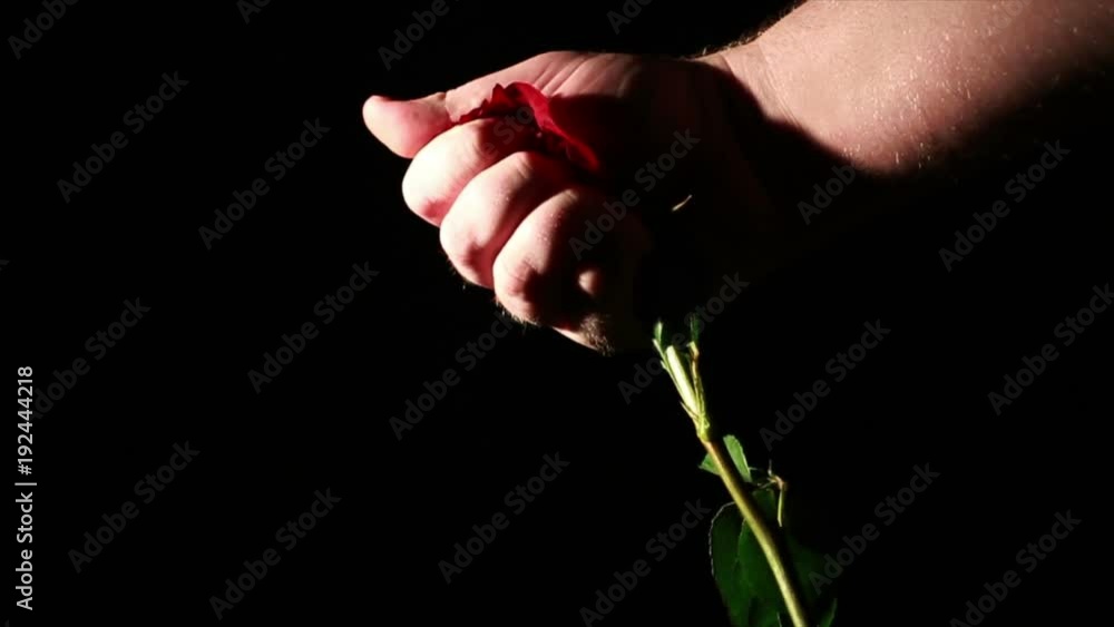 Dying Love, Rose Being Crashed in Hand Stock Video | Adobe Stock