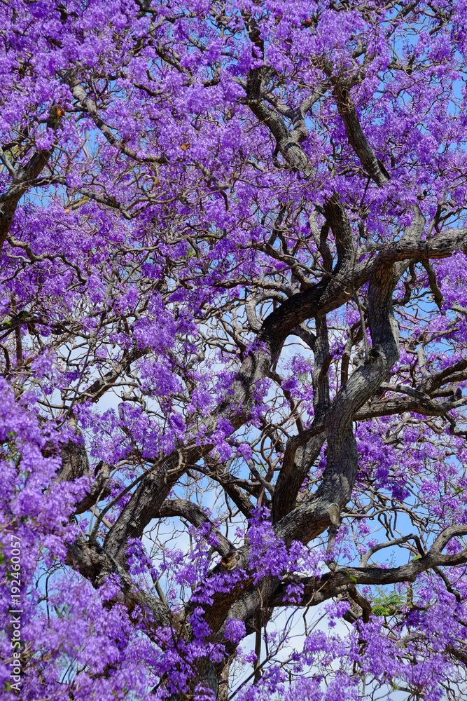 Jacaranda tree in New Farm Park, Brisbane Stock Photo | Adobe Stock