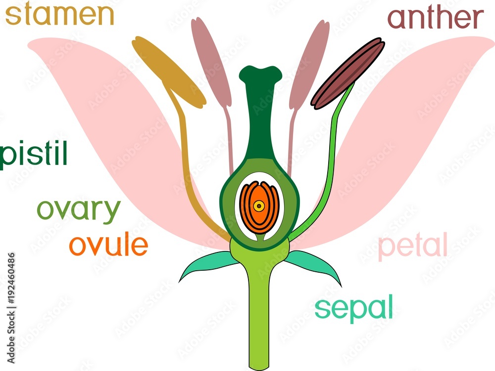 Parts Of Flower With Titles Cross Section Of Typical Angiosperm Flower parts-of-flower-with-titles-cross-section-of-typical-angiosperm-flower