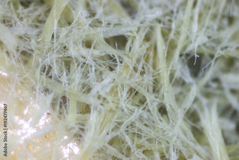 Fotografia Background Oil palm fiber, Close up Oil palm fiber under the ...