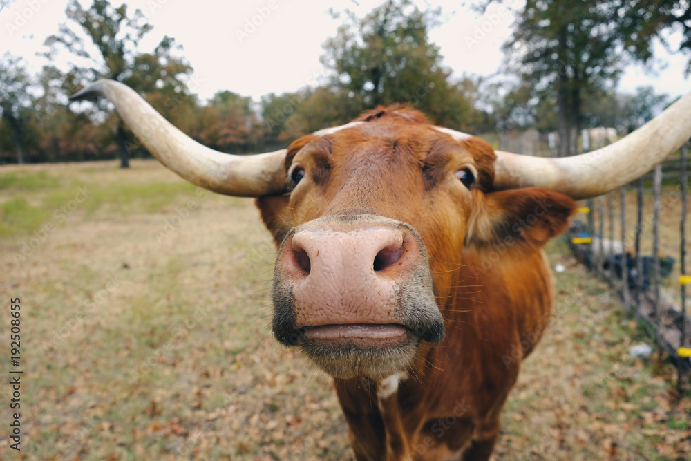 Longhorn Bull Face