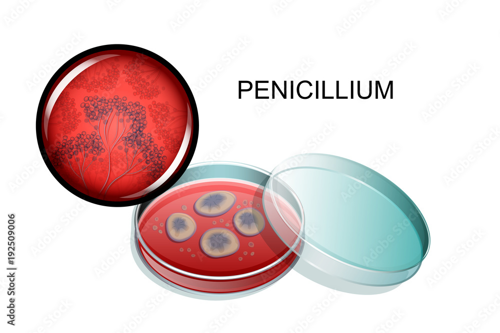 Penicillin Mold Slide