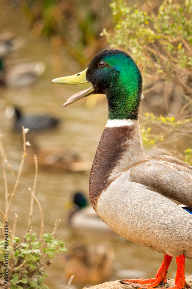 Mallard Duck Quacking