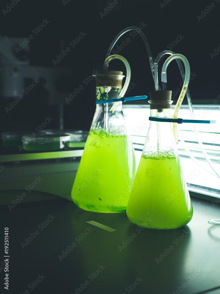 Two green algae cultures growing in glass flasks in a research ...