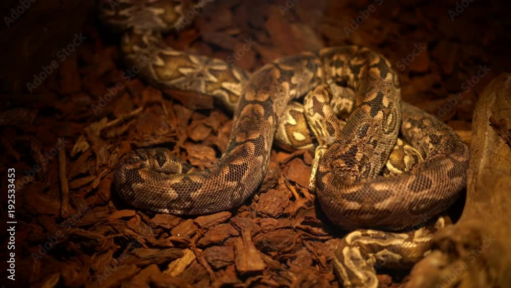 Rare video of Snake Changing Skin, in 4k Stock-Video | Adobe Stock