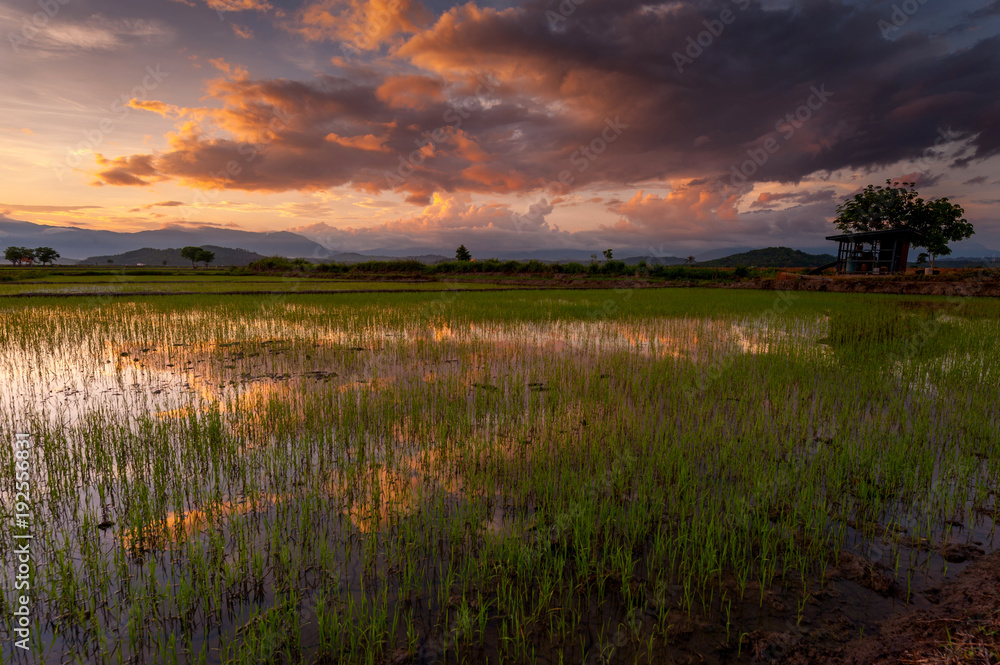 sunrise at rice paddy field at Kota Belud, Sabah Malaysia. Stock Photo ...