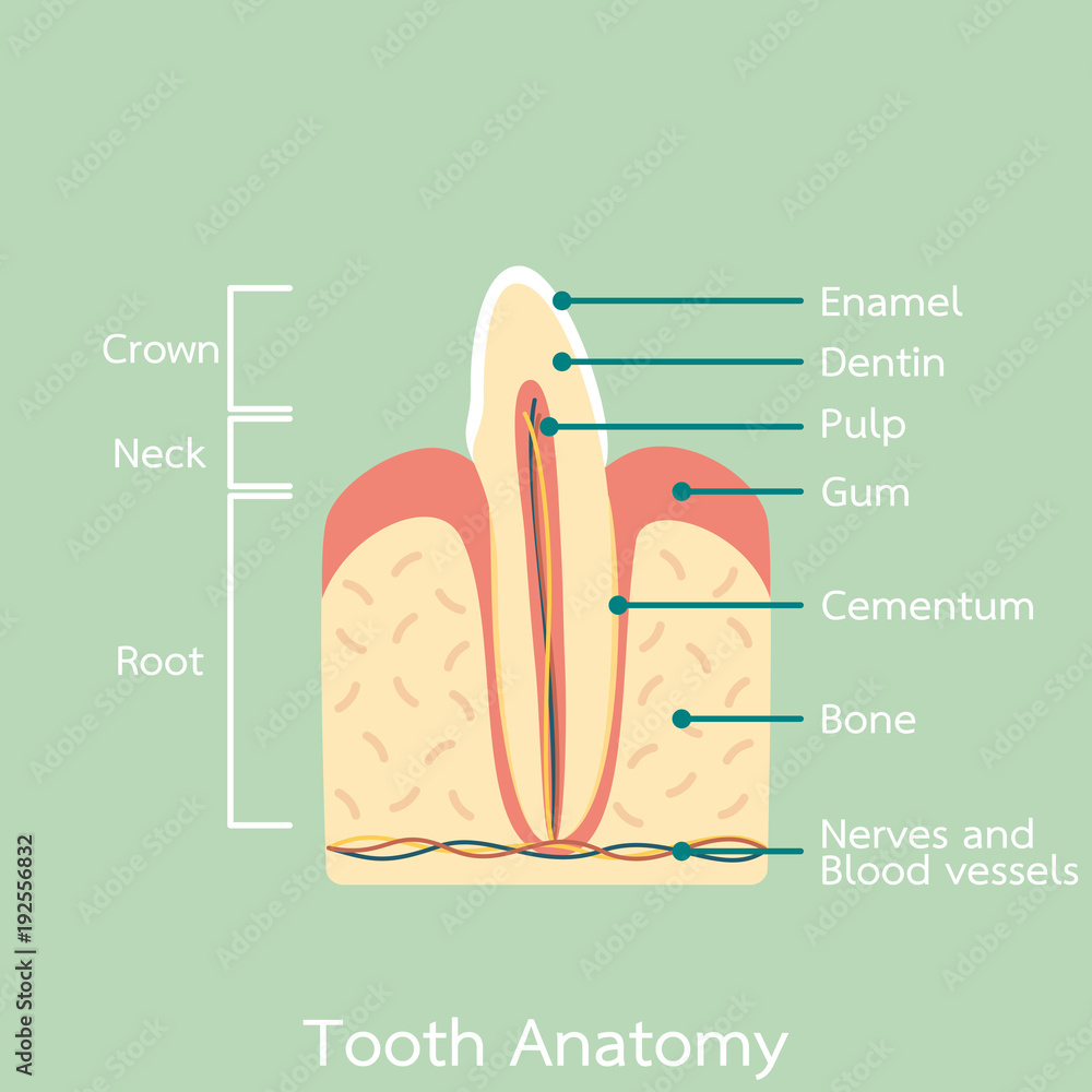 Vetor de side view of incisor tooth anatomy structure including the ...