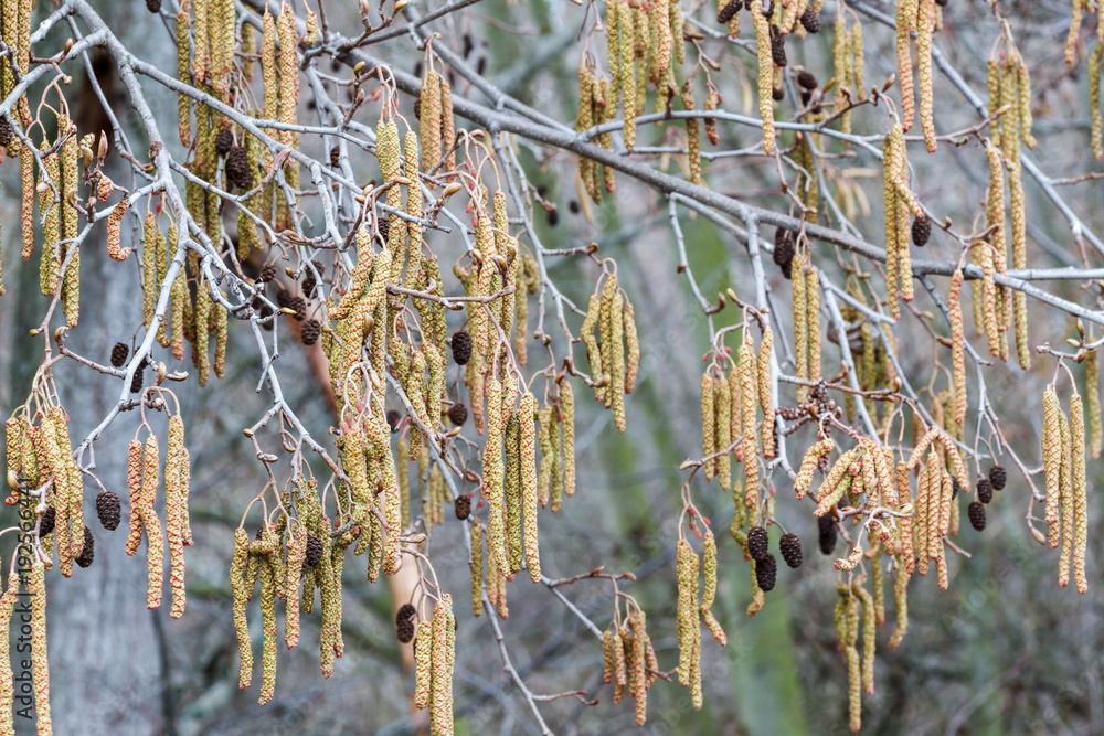 Alnus glutinosa. Ramas de Aliso Común con amentos masculinos y ...