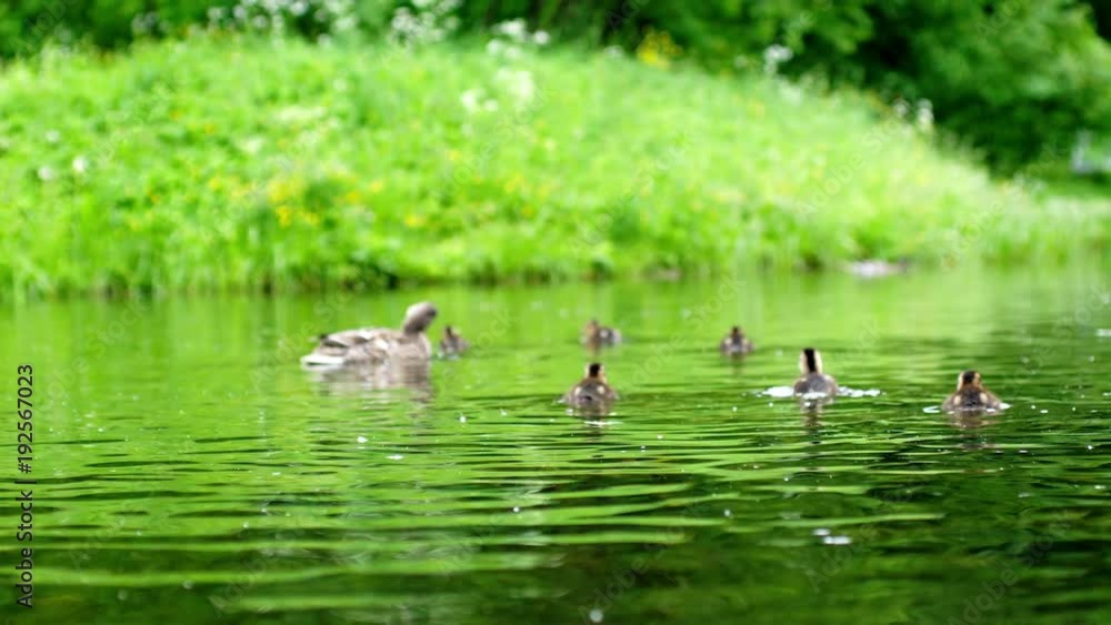Vidéo Stock Duck with ducklings on walk floating in the pond water ...