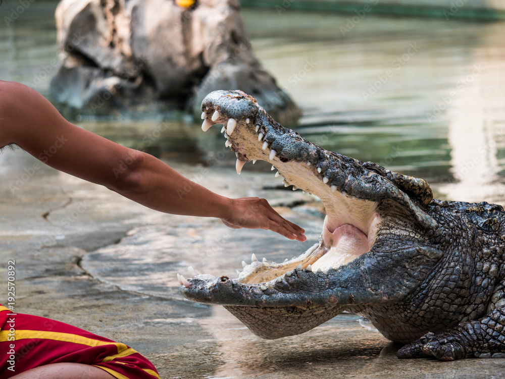 Crocodile showman in red dress put arm into crocodile mouth in the ...