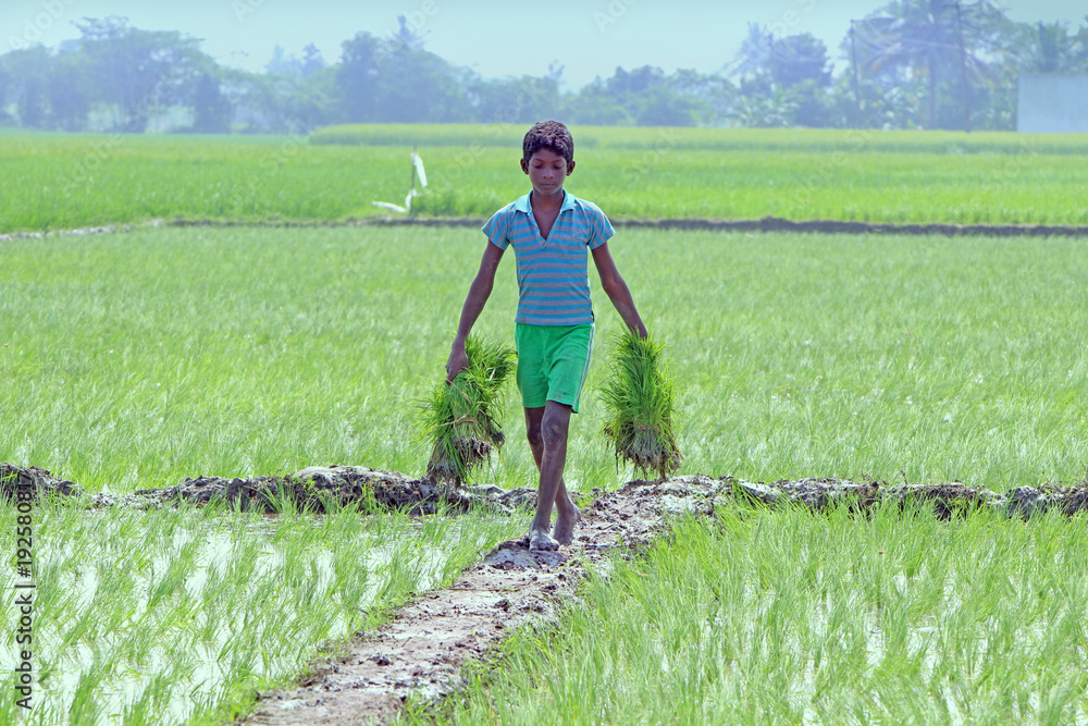 Indian Little Boy Holding Rice Plants Stock Photo | Adobe Stock