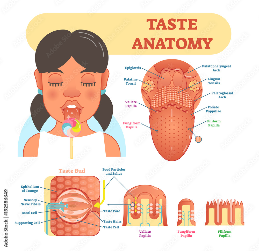 Taste anatomy vector illustration diagram, educational medical scheme ...