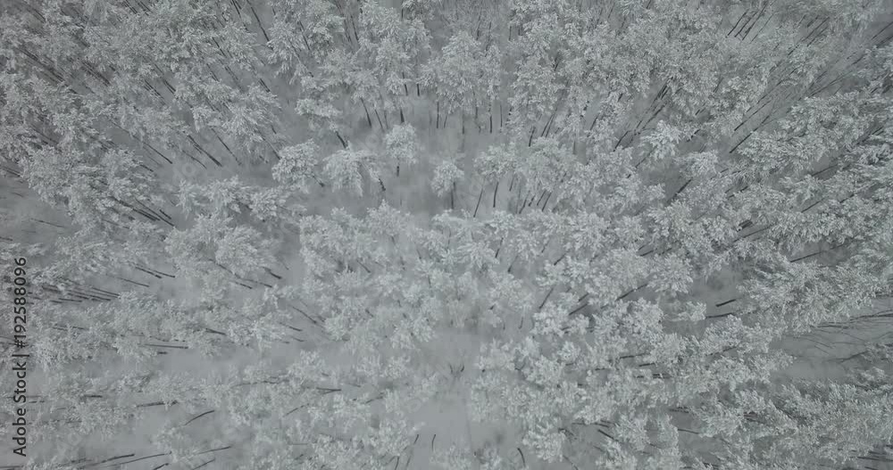 Top down view of the forest in winter. Winter landscape in the forest ...