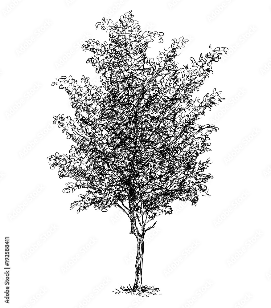 Cartoon vector doodle drawing illustration of broadleaved or deciduous ...