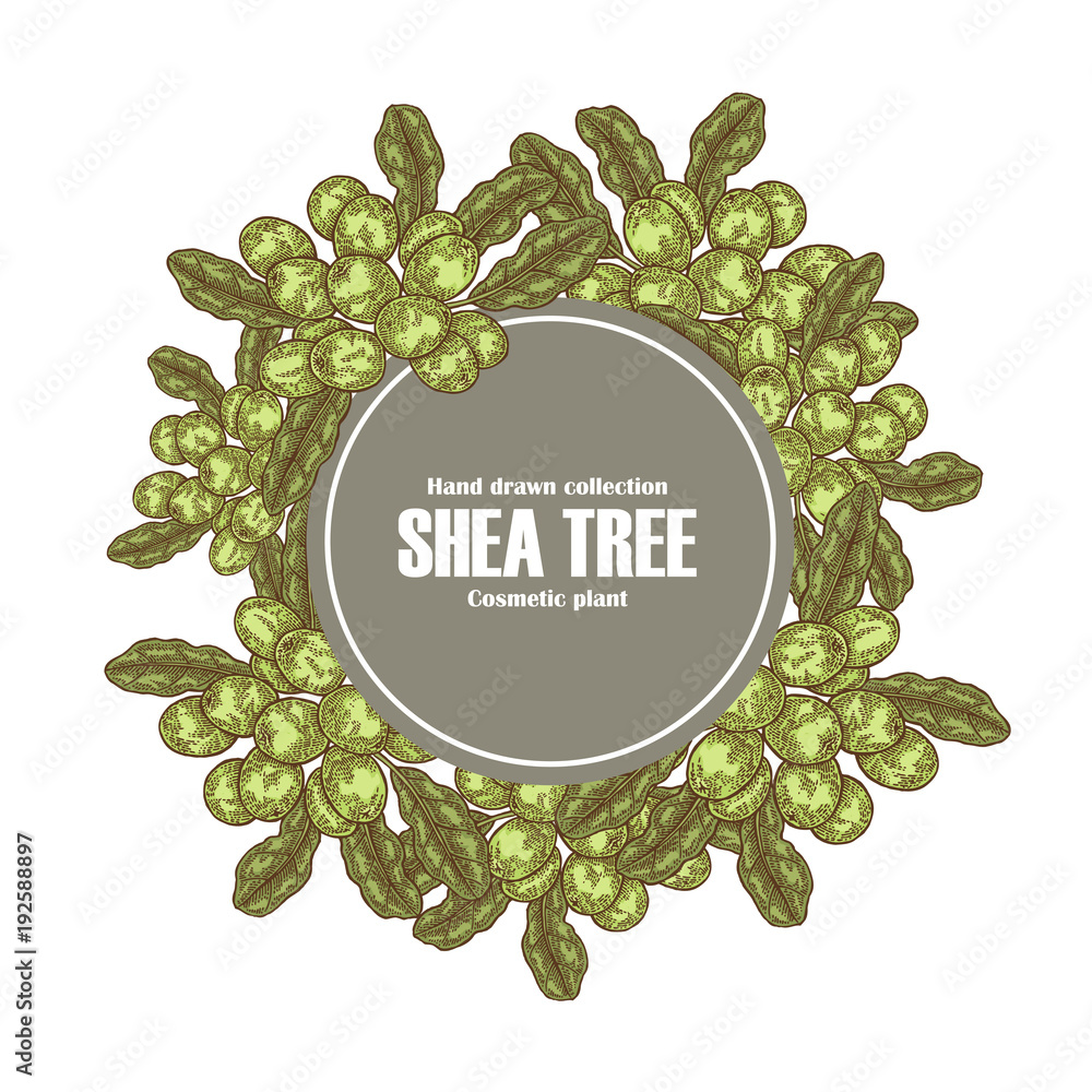 Background template with shea tree branch, nuts and leaves. Vintage ...