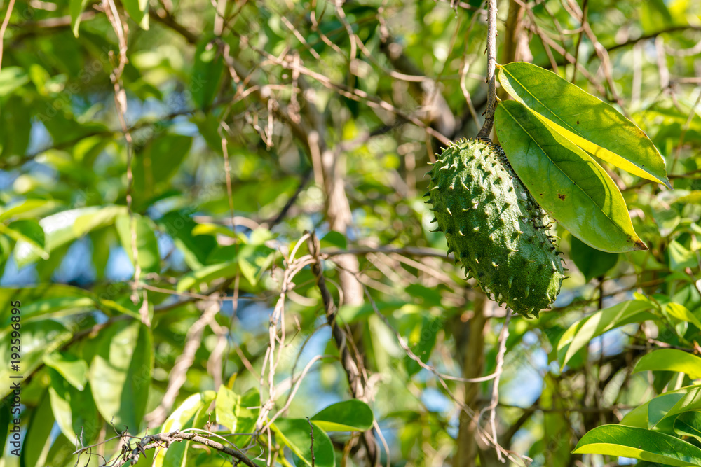 Corossol dans l'arbre - Ile de la Réunion Stock Photo | Adobe Stock