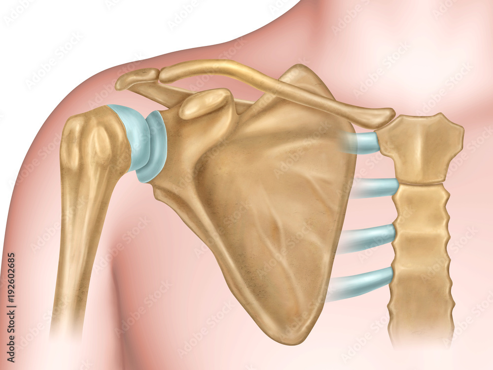 Shoulder bones anatomy Stock Illustration | Adobe Stock