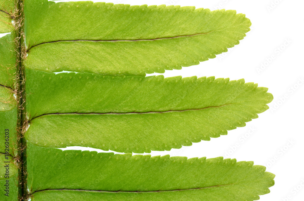 Isolate green sword fern leaves, sword fern leaves texture and pattern ...