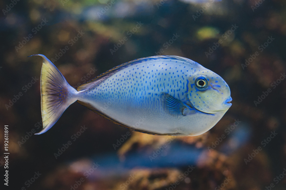 Black Spot Tang