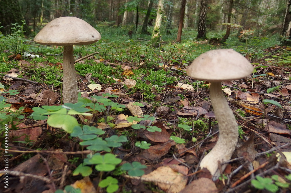 Grzyb koźlarz babka Leccinum scabrum Stock Photo | Adobe Stock