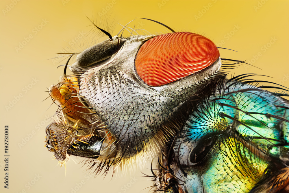 Very sharp and detailed study of Fly head stacked Stock Photo | Adobe Stock
