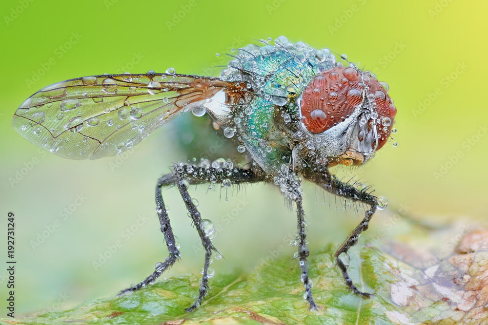 Sharp and detailed photo of Fly (Lucilia Spp. ) with morning dew Stock ...