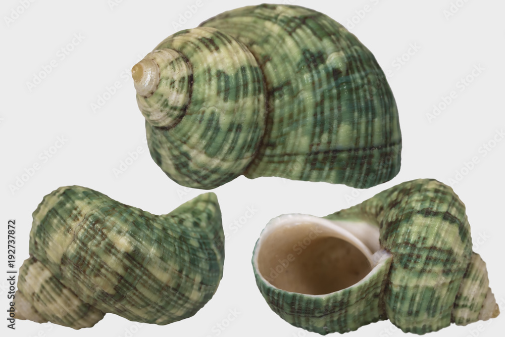 Green Seashell