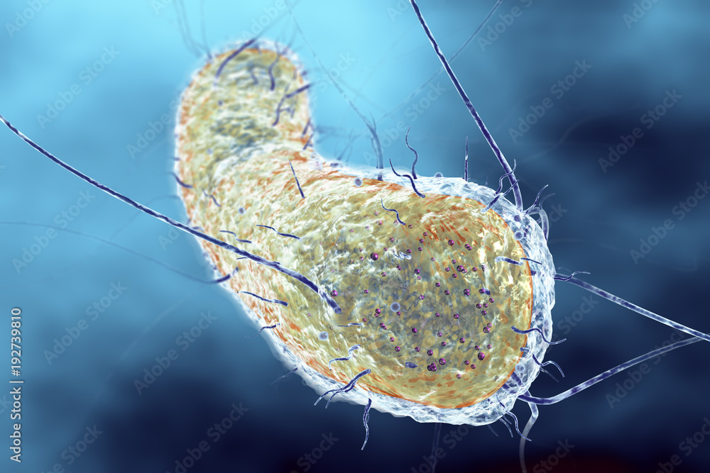 Escherichia coli bacterium, E. coli, a gram-negative rod-shaped ...