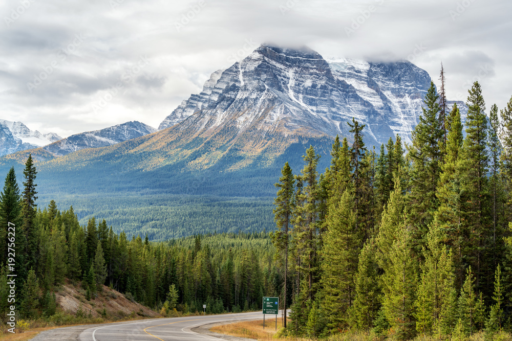 Autumn Larch Trees in Banff National Park near Lake Louise Stock Photo ...