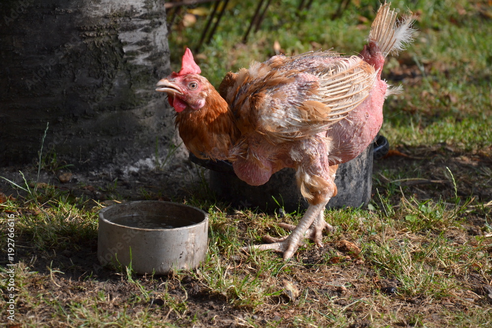 Wretched battery hen saved from a factory farm drinking water in the ...