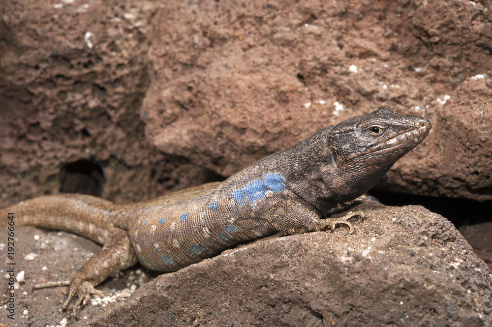 Kanareneidechse (Gallotia galloti galloti) von Teneriffa / Gallot's ...