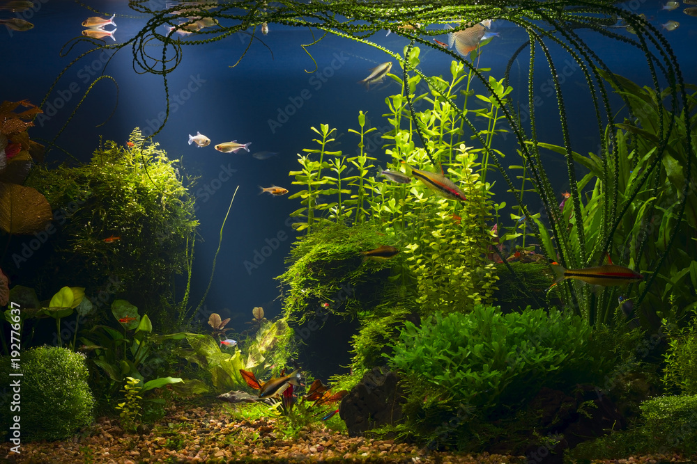 Green planted large tropical fresh water aquarium with small fishes in ...