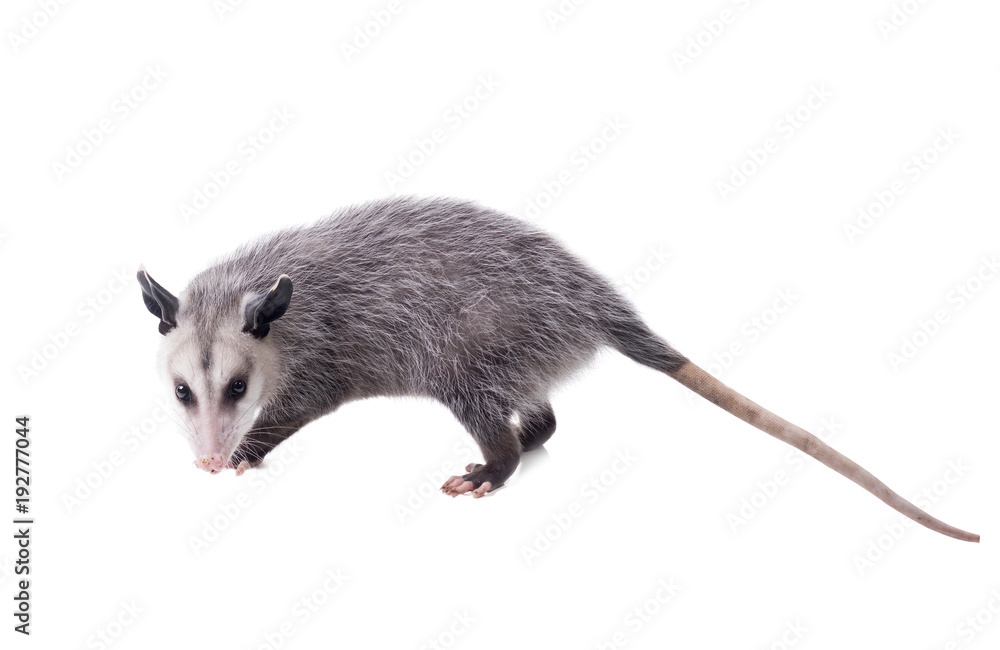 The Virginia opossum (Didelphis virginiana), commonly known as the ...