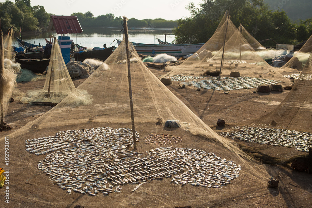 fish to dry in the sun in the small fishing village of India GOA Stock ...