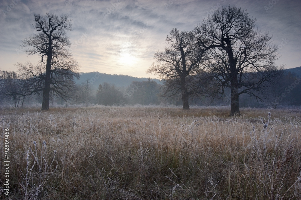 Spooky looking and old oak tree in winter with no leaves, only just ...