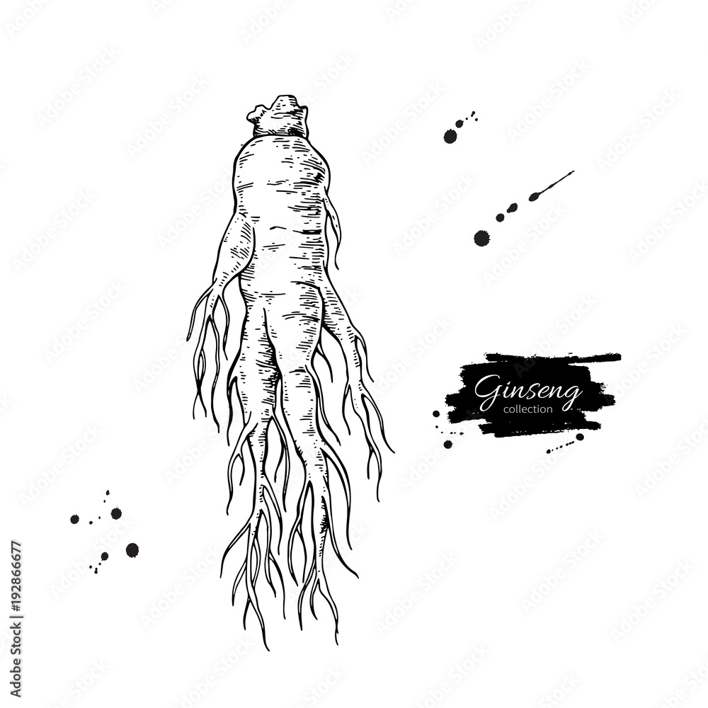 Ginseng root vector drawing. Medical plant sketch. Engraved bota Stock ...