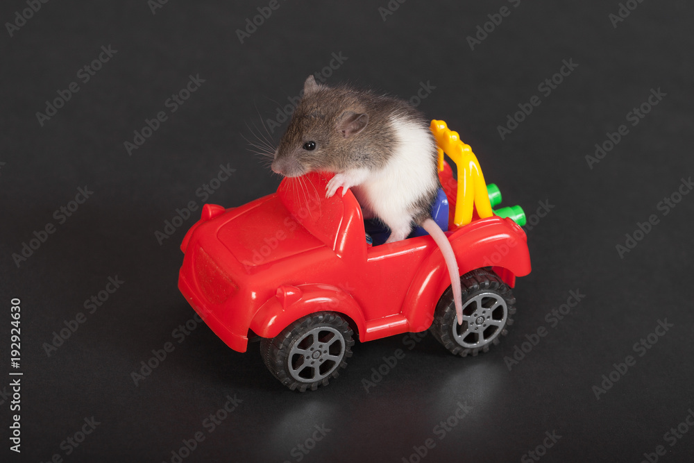 baby rat on the car Stock Photo | Adobe Stock