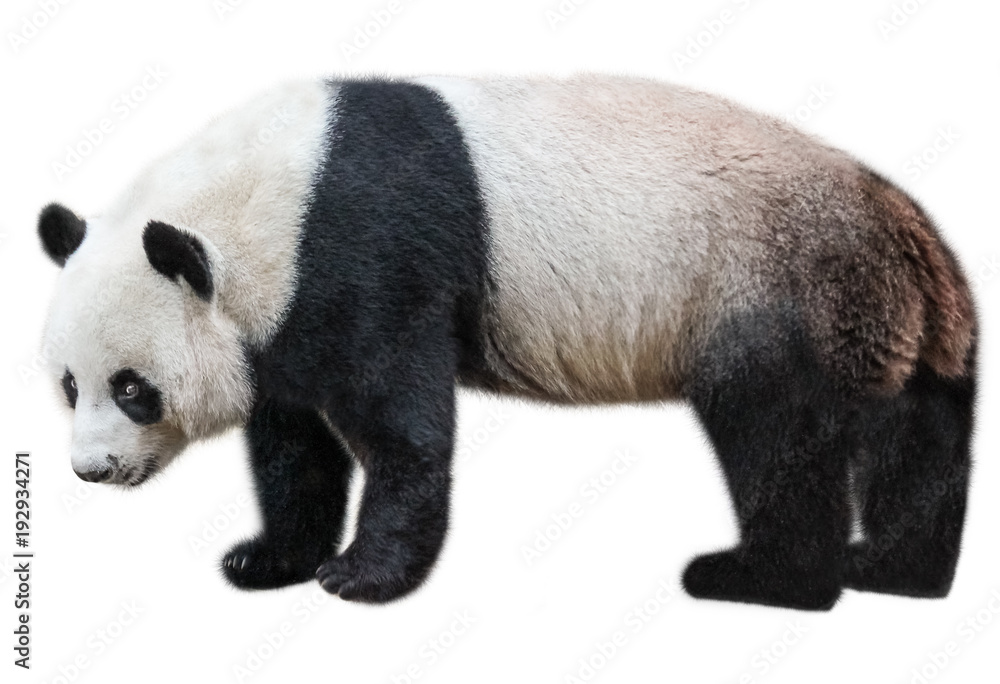The Giant Panda, Ailuropoda melanoleuca, also known as panda bear, is a ...