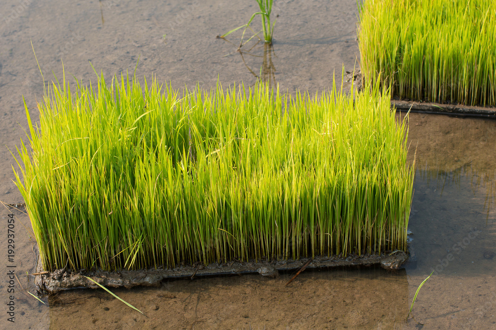 Seedlings of rice in rice fields. oung rice are growing in the paddy ...