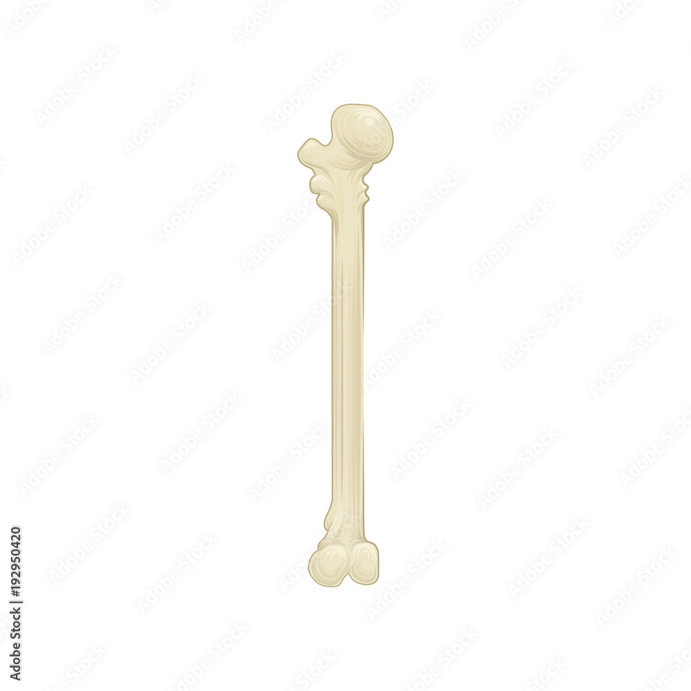 Humeral upper extremity - long bone in the arm. Part of human skeleton ...