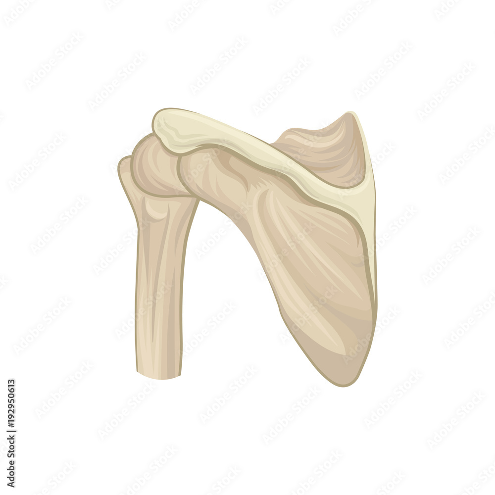 Structure of scapula, shoulder blade or wing bone. Part of human ...