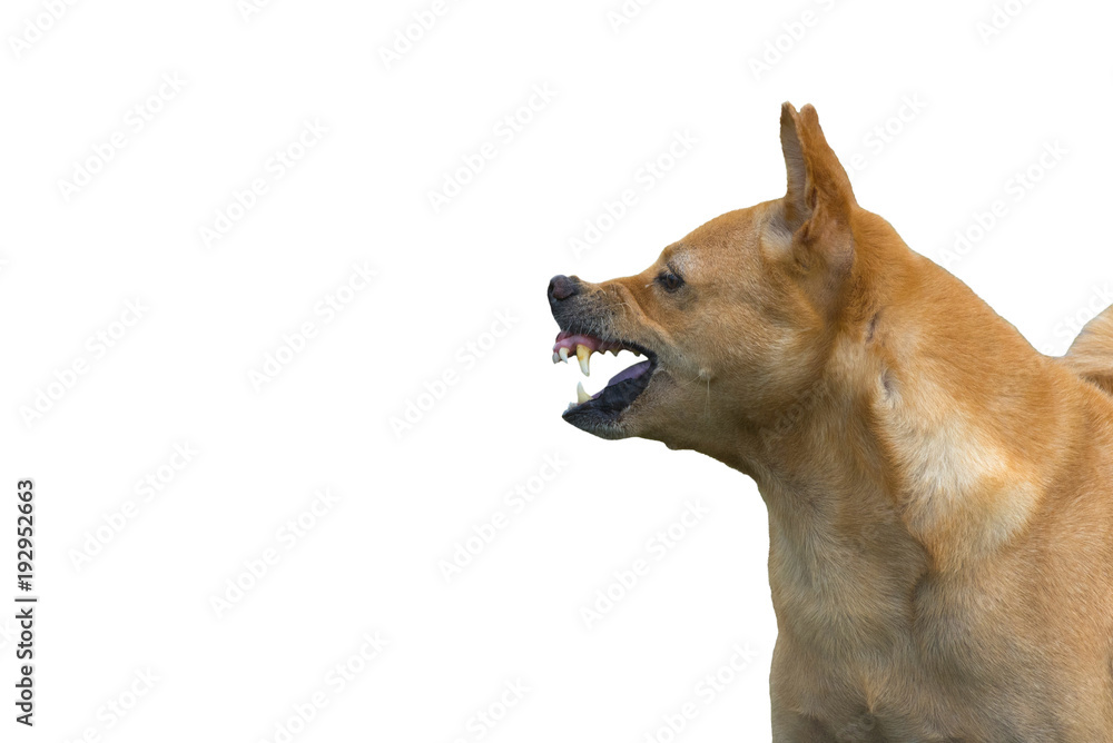 Snarling Dog Side View