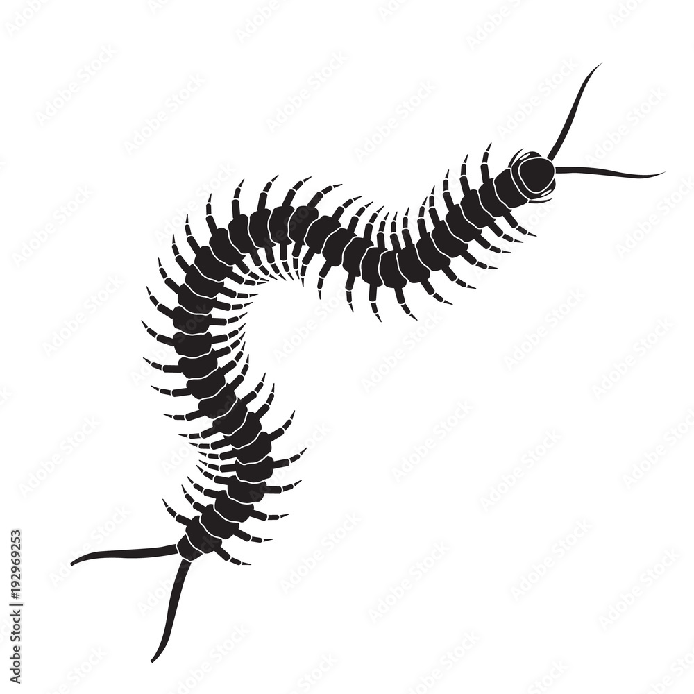 Centipede icon. Realistic centipede vector. Stock Vector | Adobe Stock