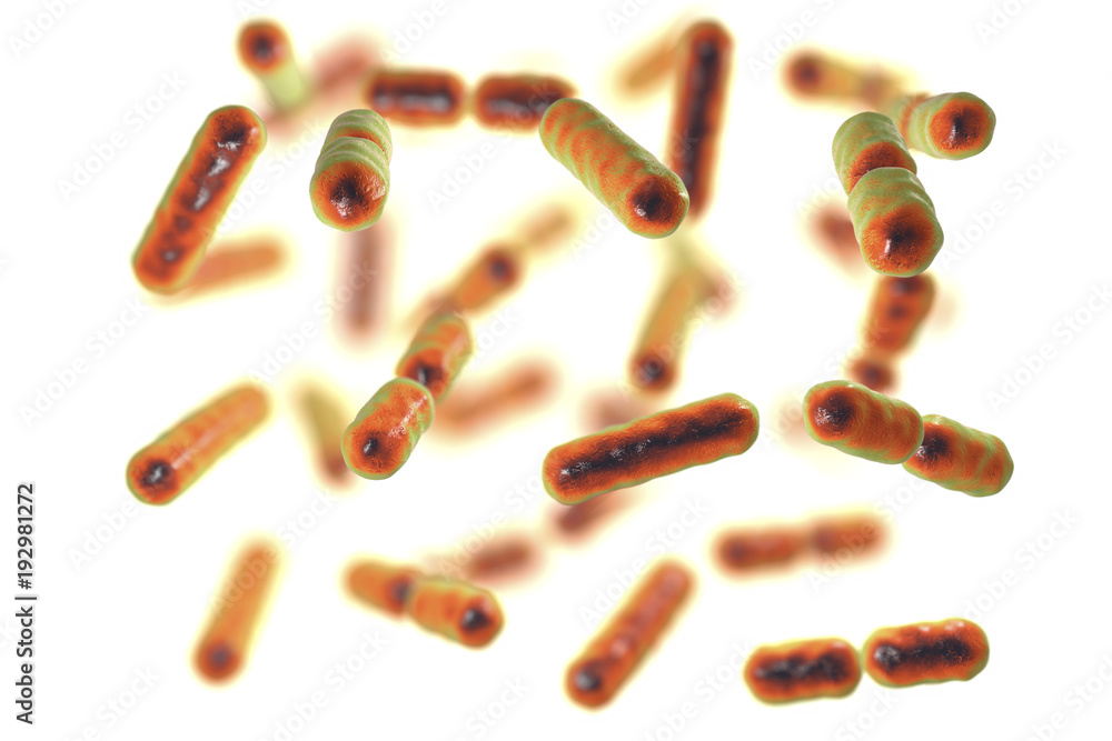 Bacteria Bacteroides fragilis, one of the major components of normal ...