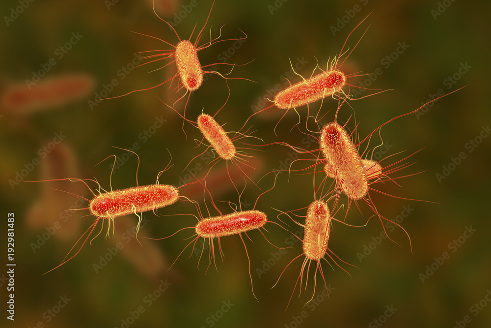 Escherichia coli bacterium, E.coli, gram-negative rod-shaped bacteria ...