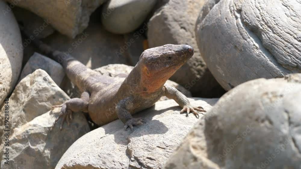 Professional video of giant lizard looking around on the rock in 4K ...
